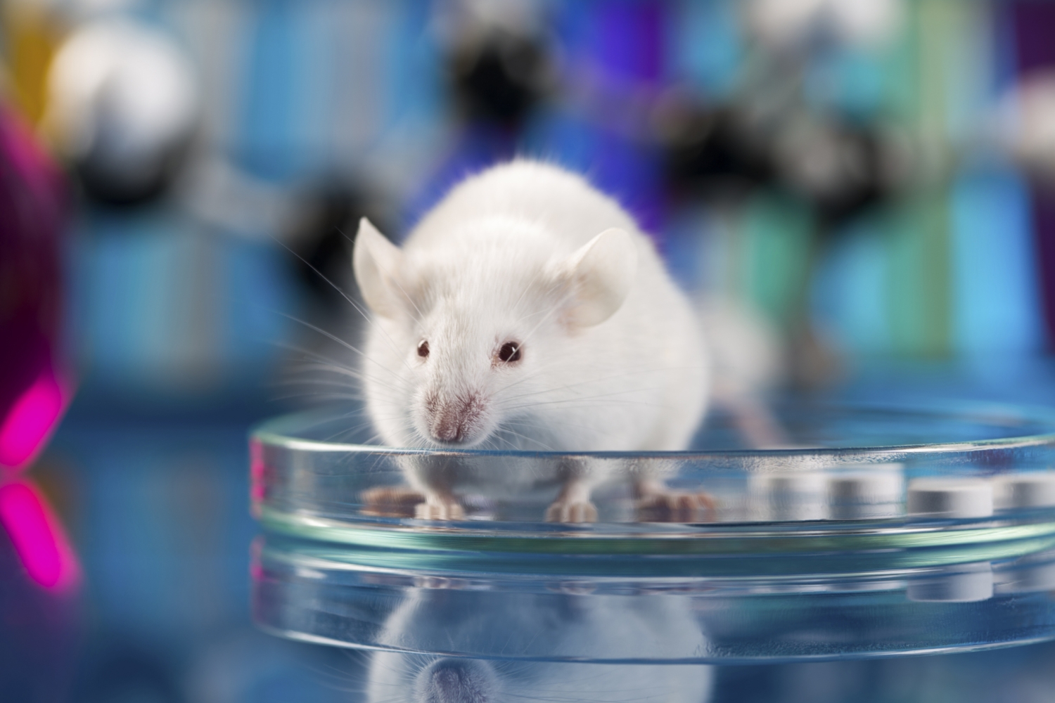 Scientists discover how to turn live mice transparent to see their organs