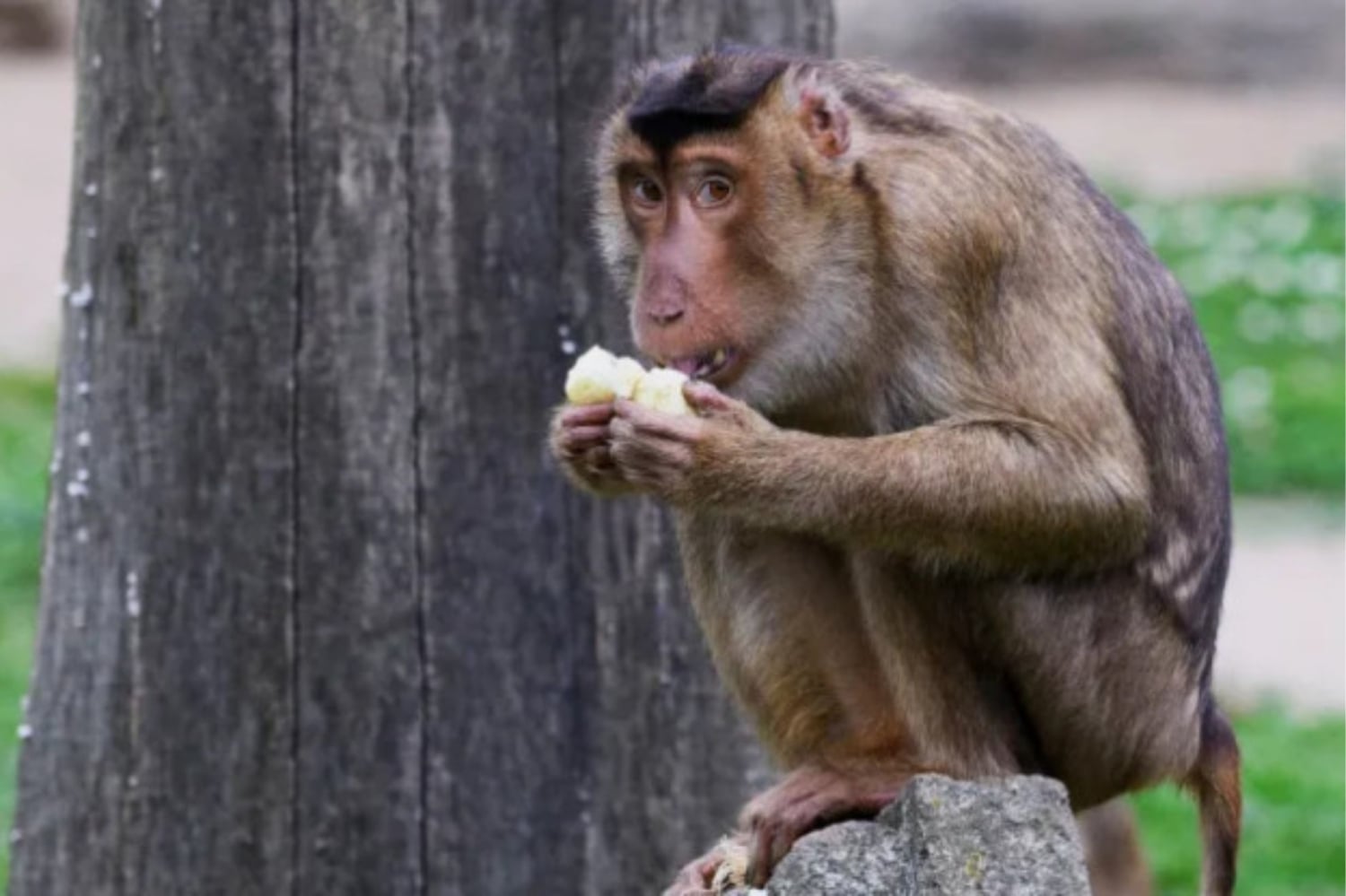 Sri Lanka confirms a monkey brought down the power grid
