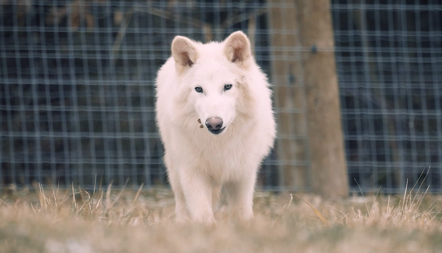 Scientists unveil the world's first successfully de-extincted animal