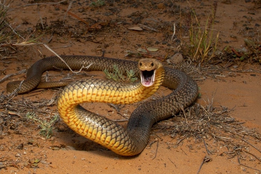 Man who self-injected snake venom for 18 years creates unprecedented ...