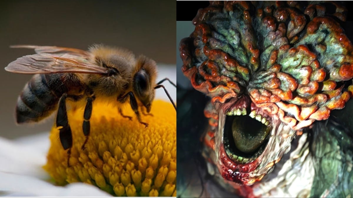 Scientists create mind-controlled bees straight out of The Last of Us