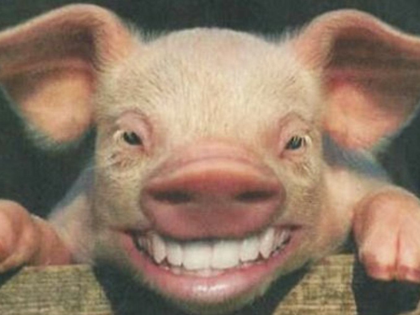 Smiling Animals With Human Teeth