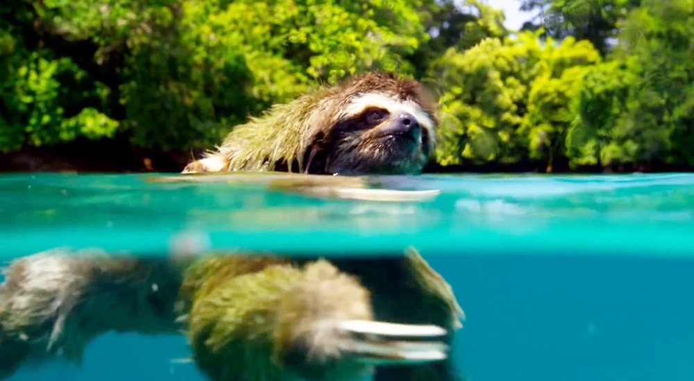 BBC's 4K doco 'Planet Earth II' gets first trailer