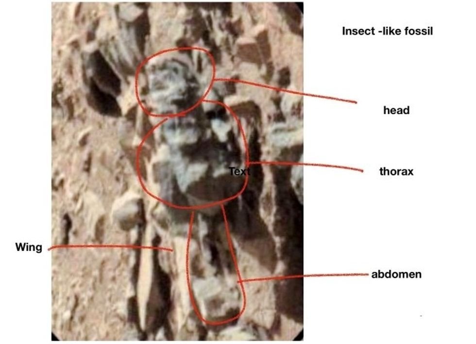 Scientist claims NASA photos prove extraterrestrial life is on Mars