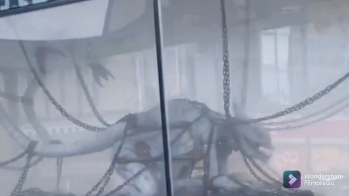 Captive 'Alien' spotted inside truck driving on streets, origins found