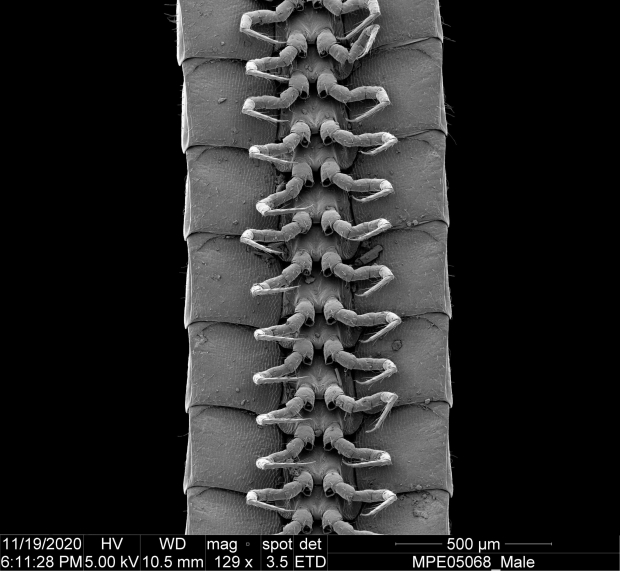 The first 'true' millipede has been discovered, breaking records