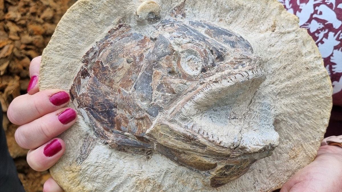 Pristine fossil jackpot found in a random field, amazing 3D models