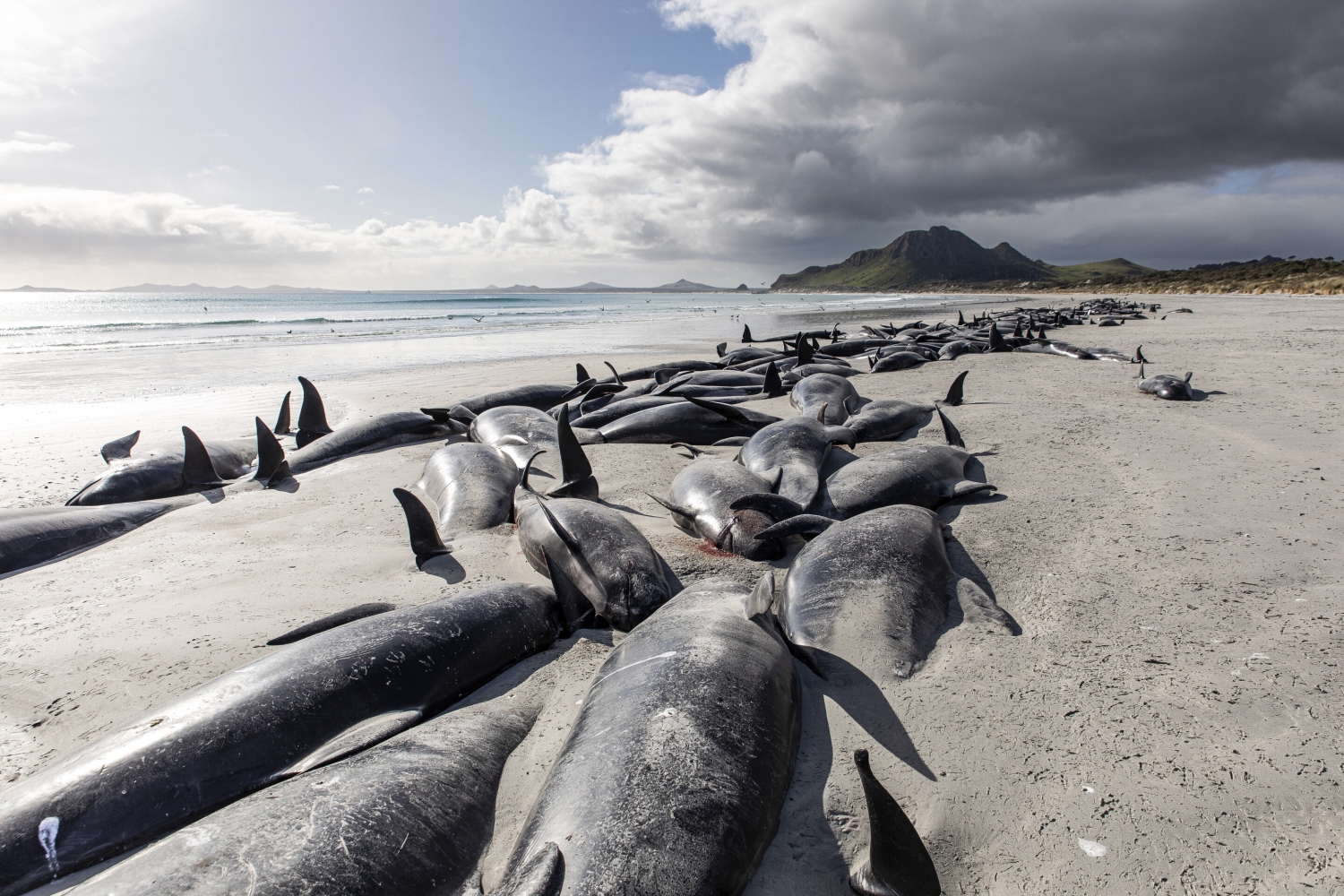 450+ whales die after beaching themselves in a 'heartbreaking' loss