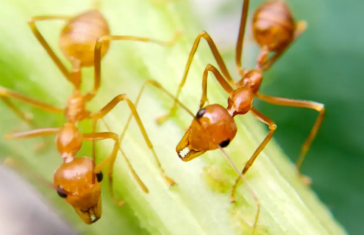 Fire ants raining down on people has changed the way of life in Hawaii