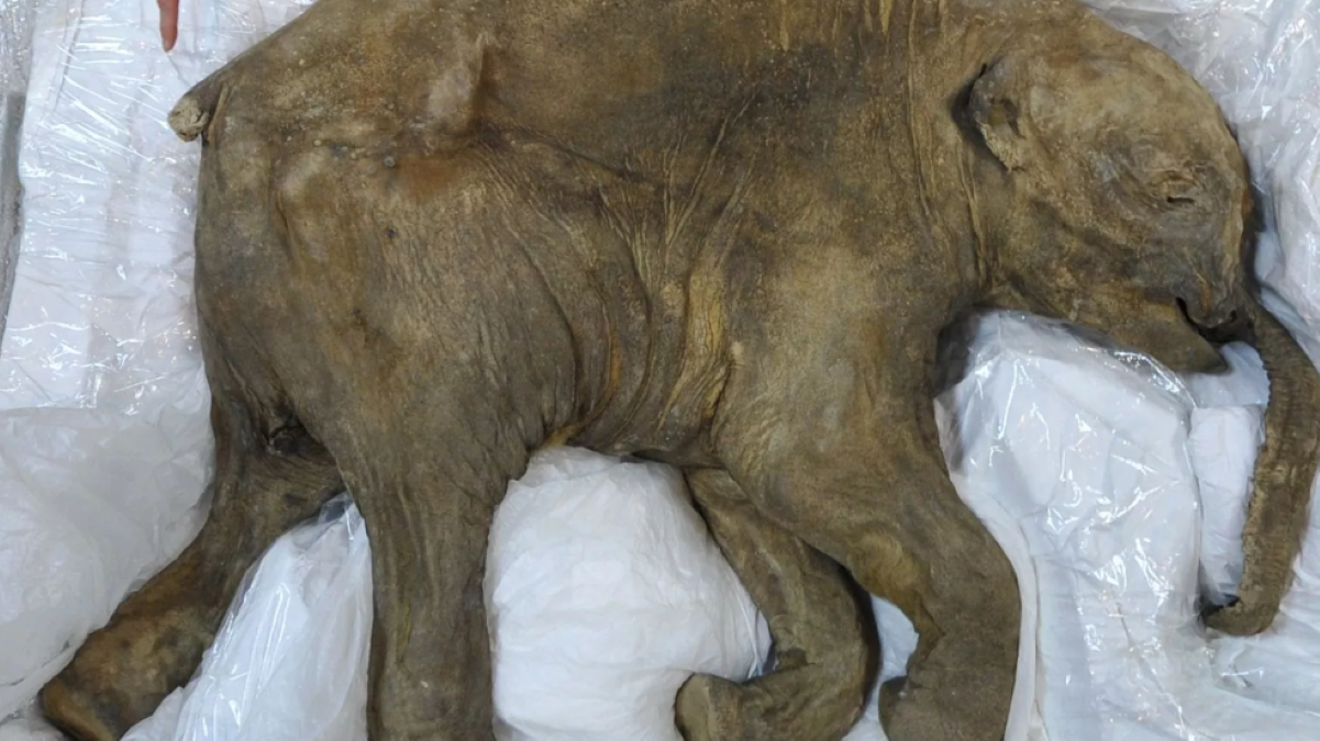 Scientists cook up meatballs made from the flesh of a woolly mammoth