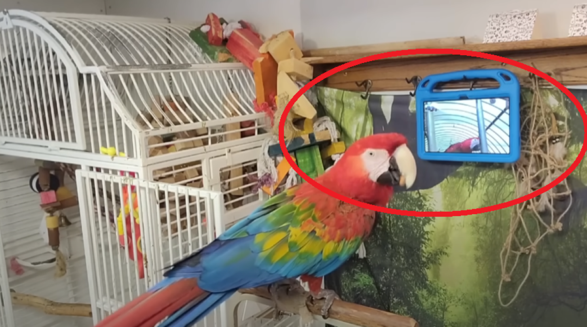 Parrot-to-Parrot video calling is real and the results are surprising