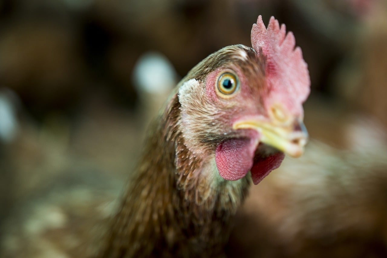 Researchers create new AI that can translate what chickens are saying