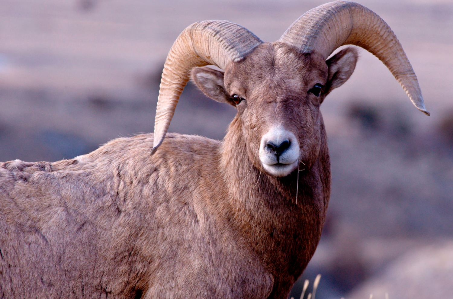 Man pleads guilty to trying to create a giant hybrid sheep species