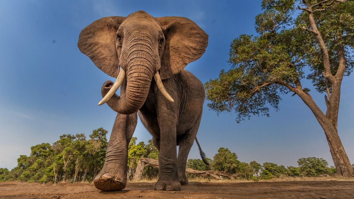 Scientists discover when elephants talk they may use names like humans